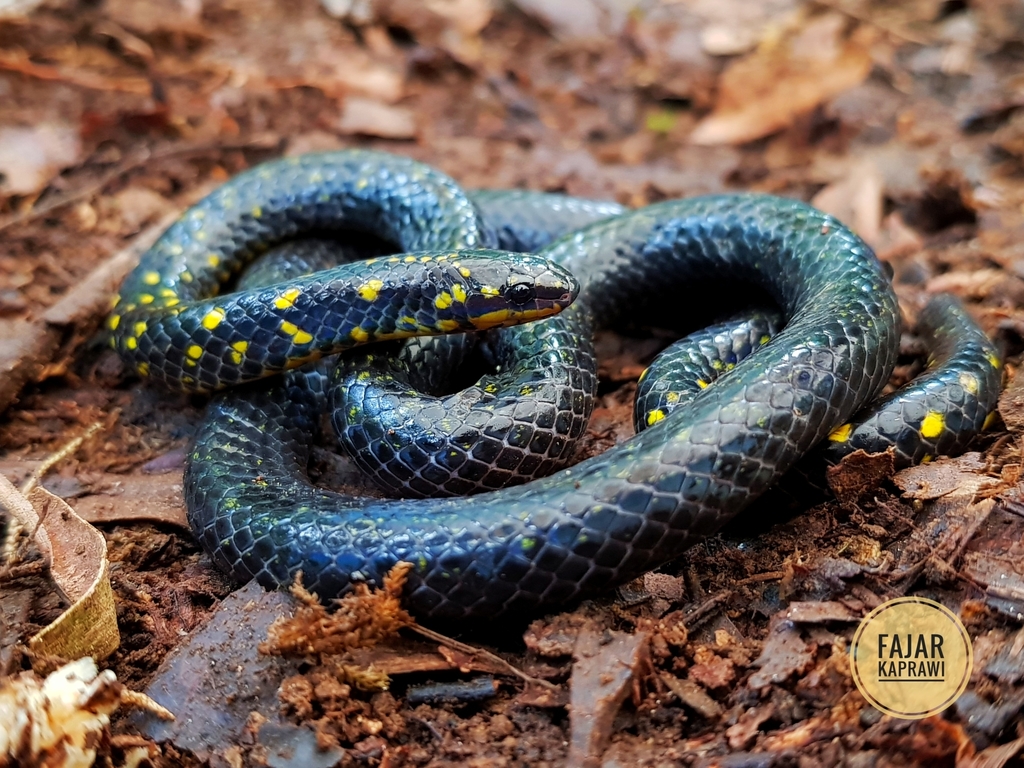 Yellow-spotted Reed Snake from Unnamed Road, Patengan, Kec. Rancabali ...