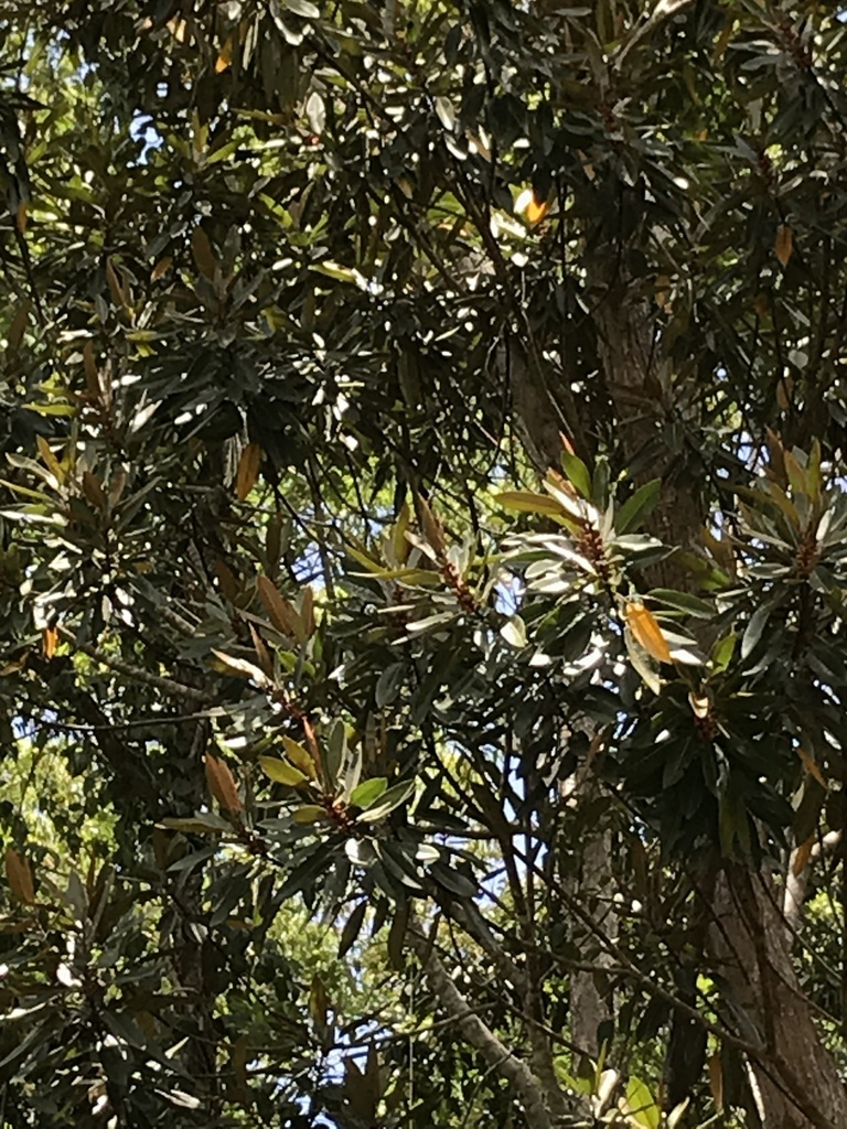 Ficus destruens from Queensland, AU on November 26, 2019 at 11:07 AM by Aaron Bean · iNaturalist