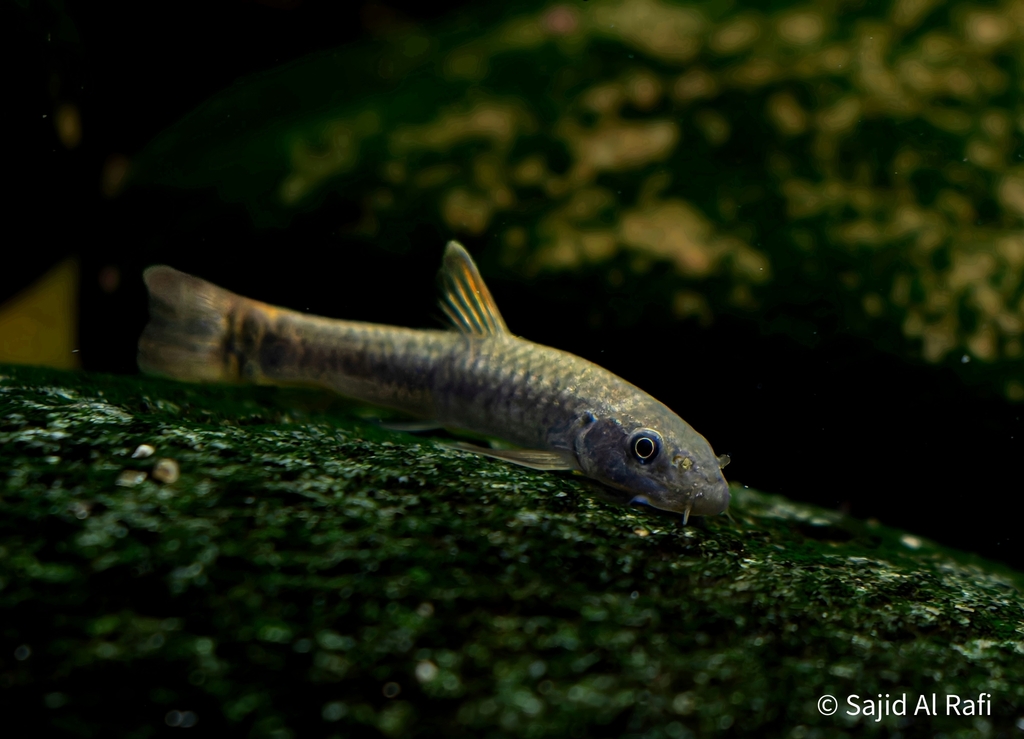 (Garra mini) - Marine Life Identification
