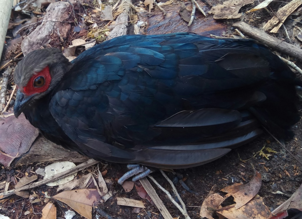Bornean Crestless Fireback in June 2019 by ZR · iNaturalist