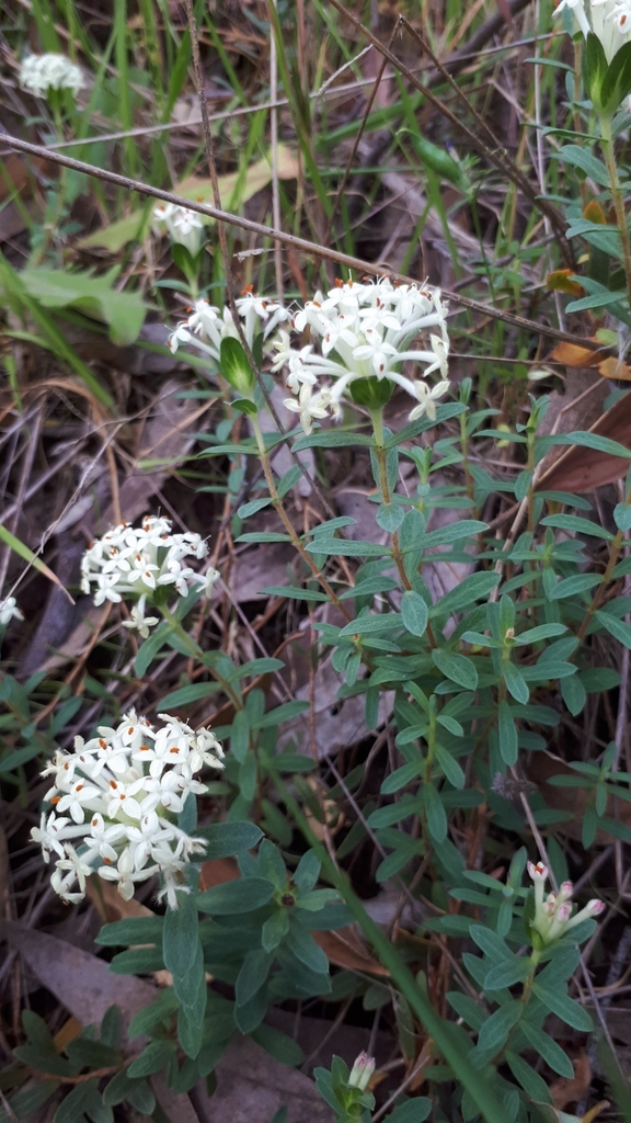 Common Rice-flower (Pimelea humilis) - Botanical Realm