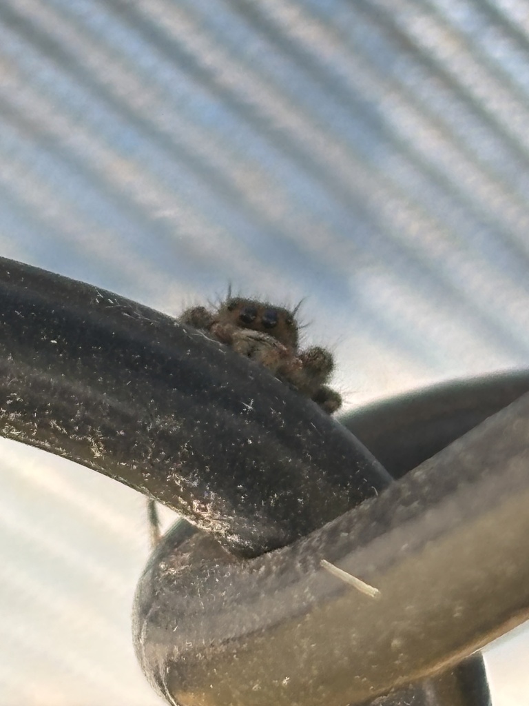 Bold Jumping Spider from Cardinal Run Park South, Lexington, KY, US on ...