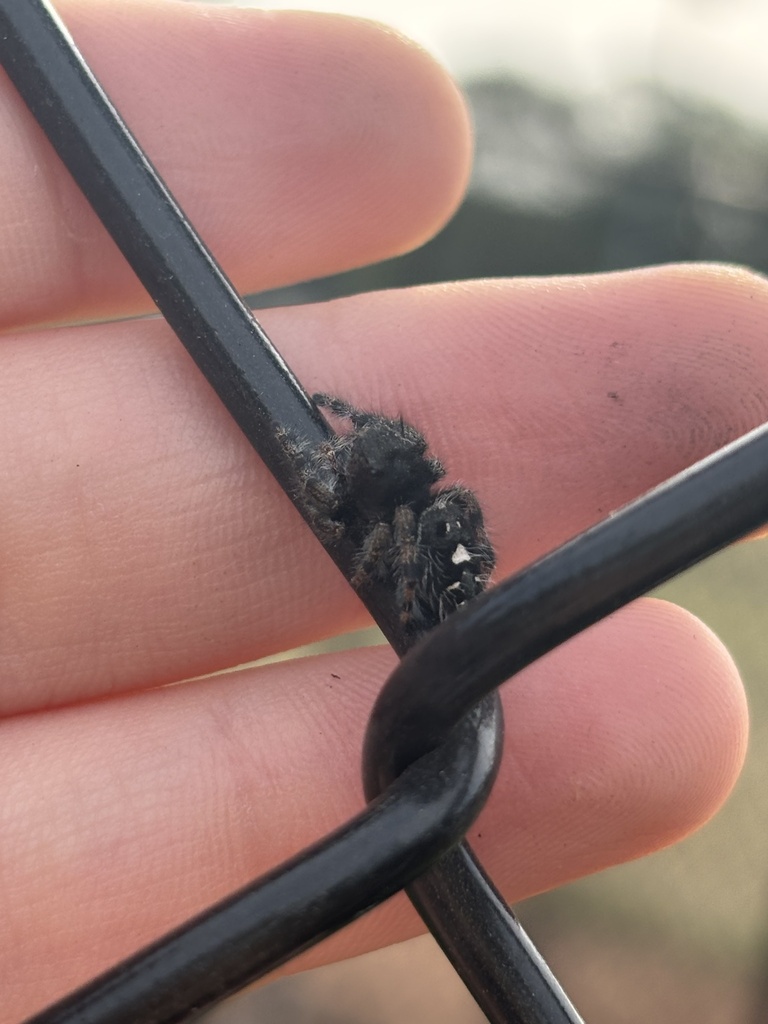 Bold Jumping Spider from Cardinal Run Park South, Lexington, KY, US on ...