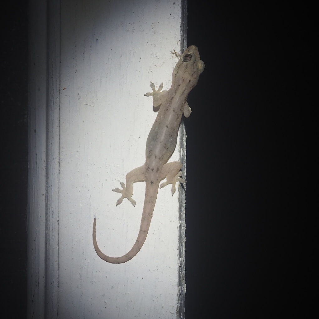 Asian House Gecko from Strait of Malacca, Satun, TH on November 25 ...