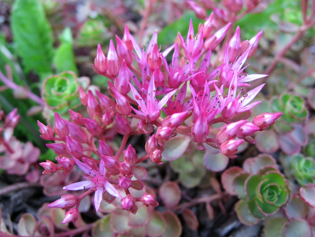 Caucasian Stonecrop (#GR BVB - Wisenteppich) · iNaturalist Mexico