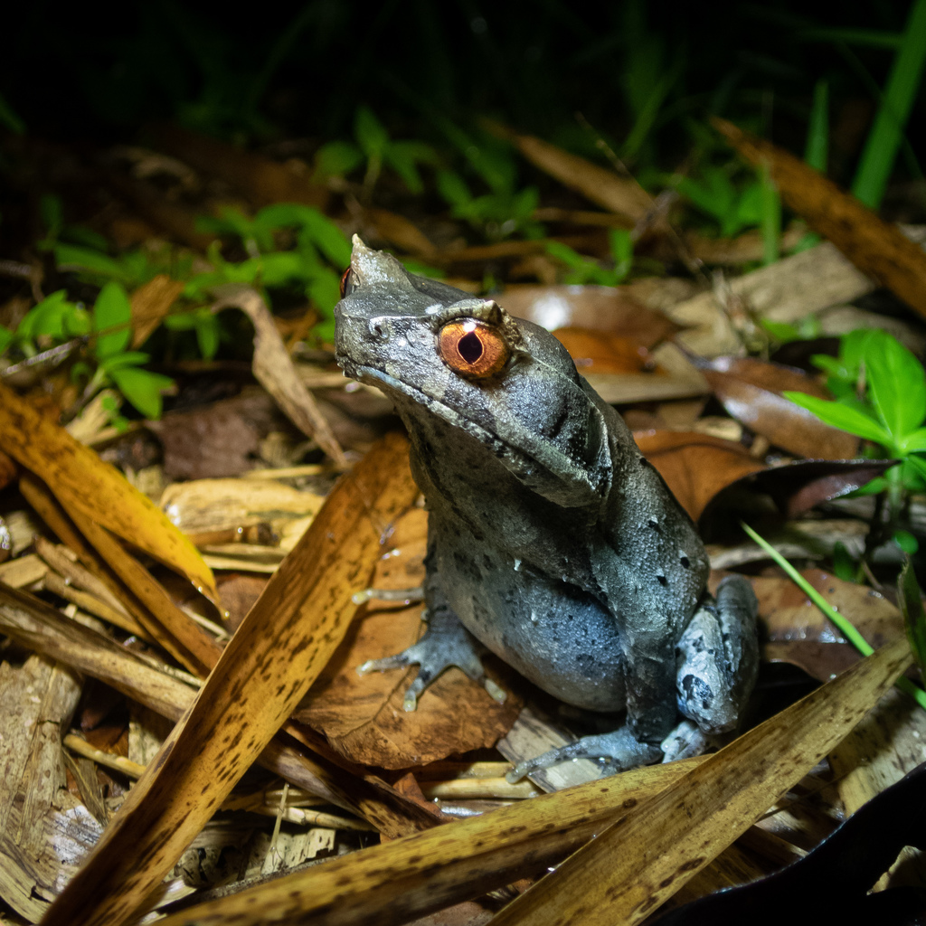 Perak Horned Frog from Genting Highlands, Pahang, Malaysia on November ...