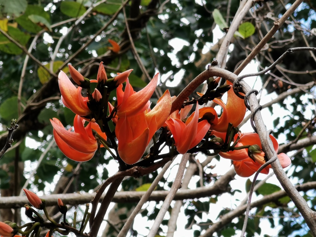 Butea superba (Kanha National Park - Plants) · iNaturalist