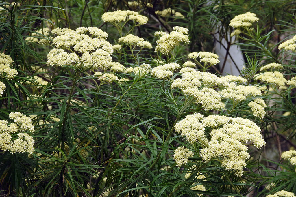 Shiny Cassinia (Cassinia longifolia) - Botanical Realm
