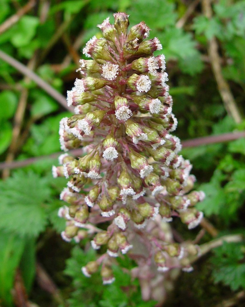 Common Butterbur from Lower Penwortham, Lancashire, UK on March 30 ...
