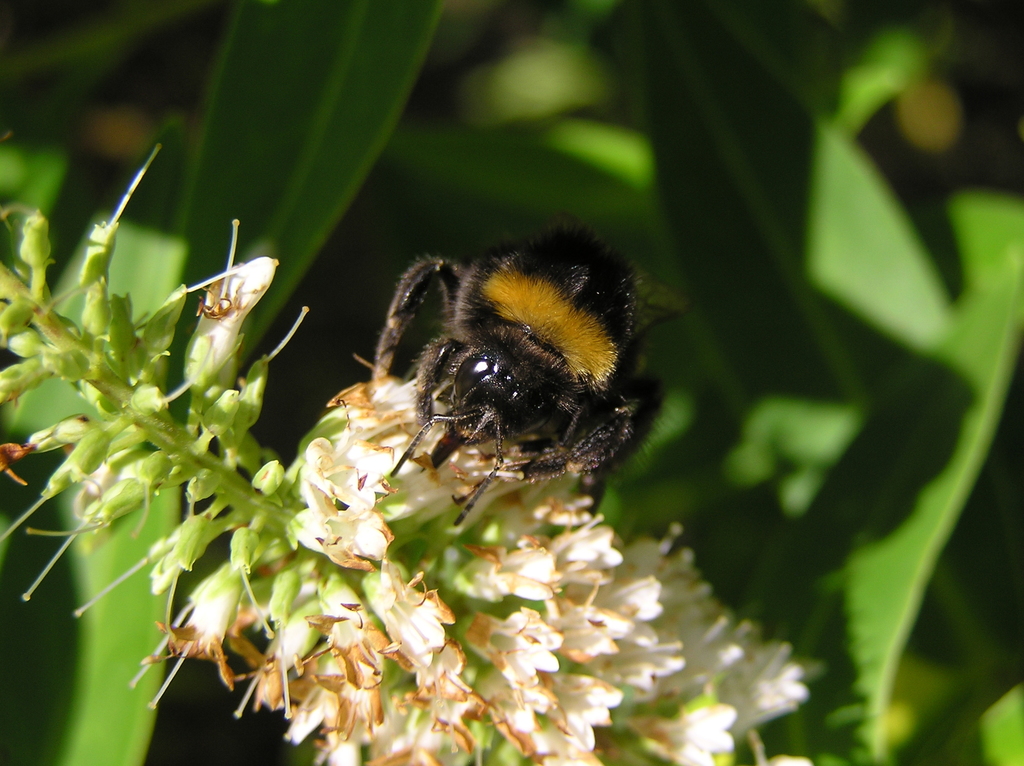 Buff-tailed Bumble Bee from Karori, Wellington 6012, New Zealand on ...