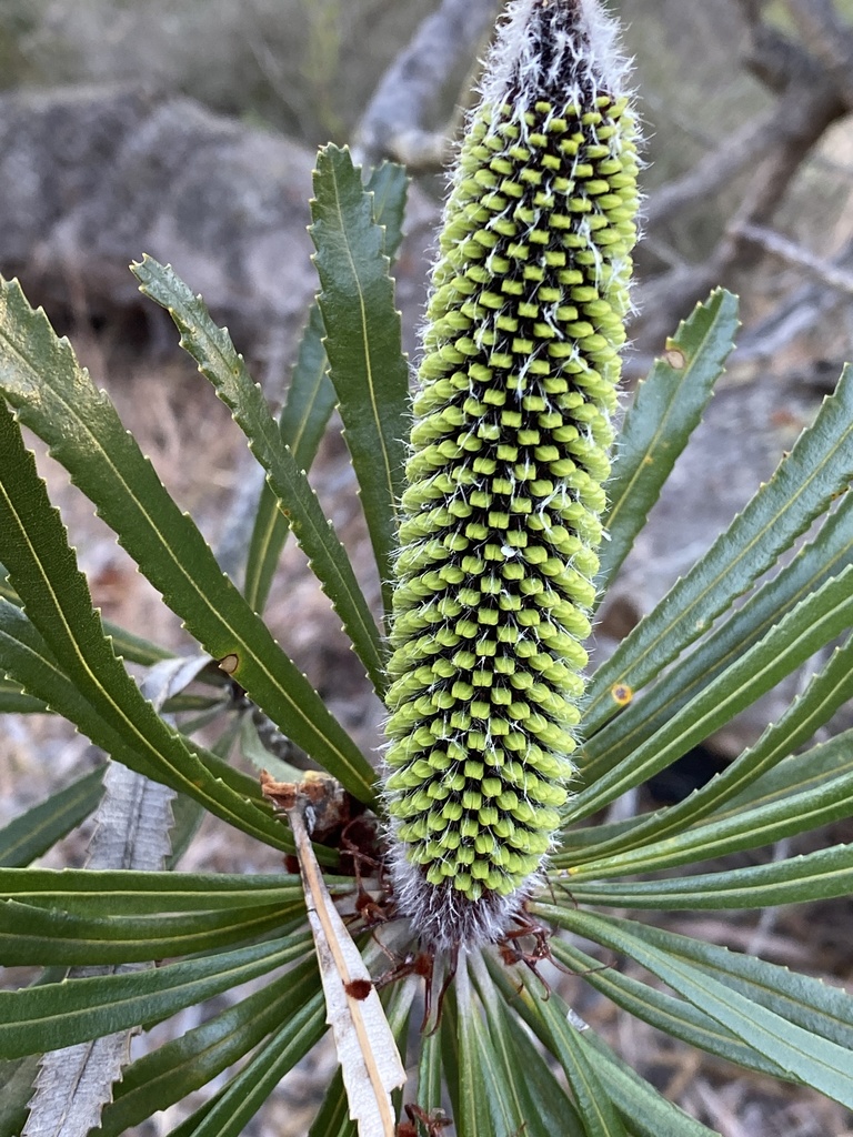 Candlestick Banksia (Banksia attenuata) - Botanical Realm