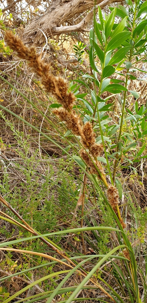 chaffy saw-sedge from Nora Creina SA 5276, Australia on November 26 ...