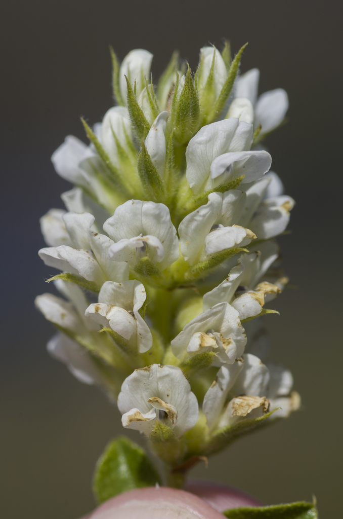 Psoralea parviflora from Arieskraaldam on November 10, 2019 at 09:28 AM ...