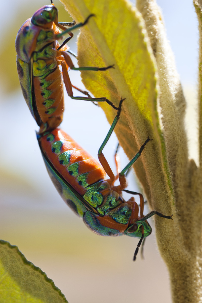 Rainbow Shield Bug from Koringberg, 7312, South Africa on November 26, 2019 at 01:19 PM by ...