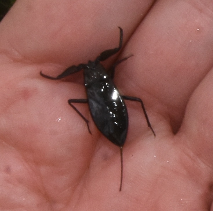 Eurasian Water Scorpion from Bușteni, Romania on June 24, 2025 at 01:41 ...