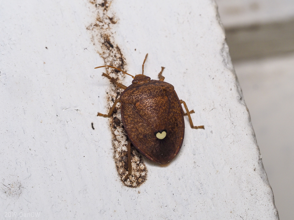Hippotiscus from Pantai, Negeri Sembilan, Malaysia on November 23, 2019 ...