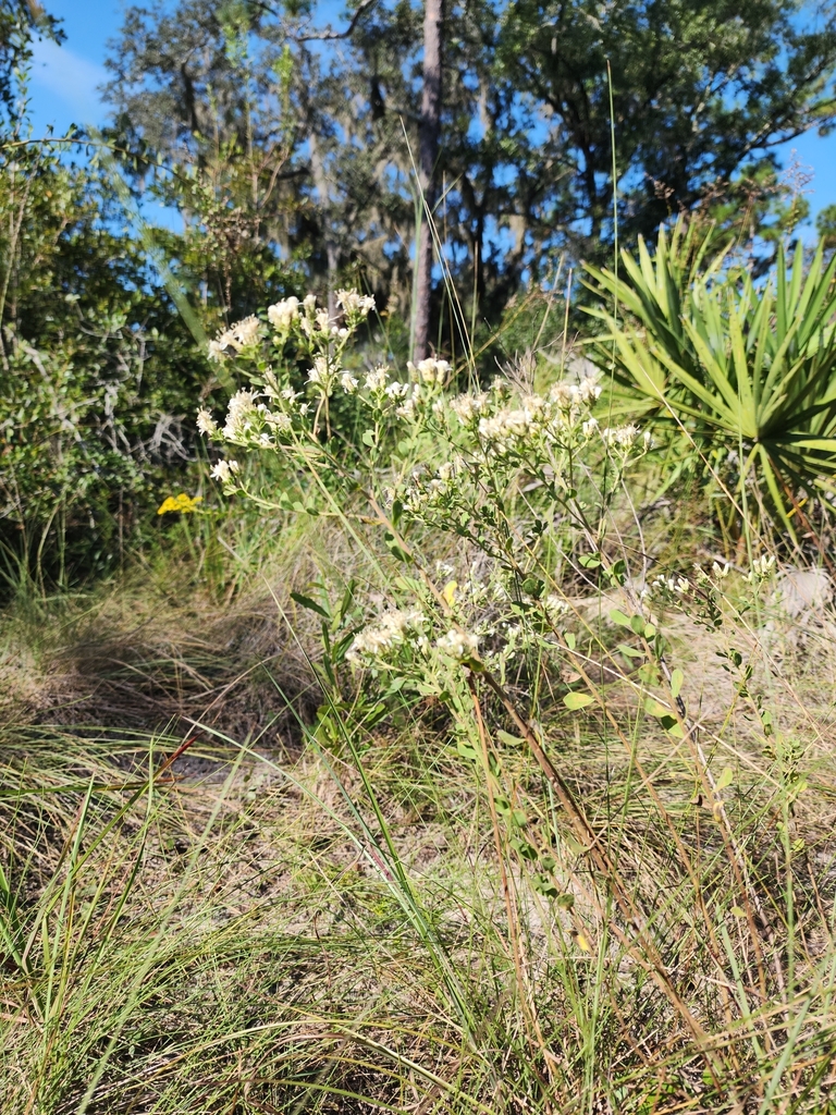 Dixie aster from Tarpon Springs, FL 34688, USA on September 21, 2025 at ...