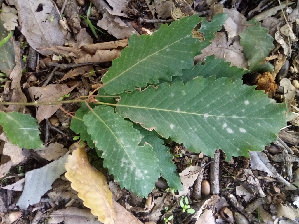 Mirbeck's oak (Quercus canariensis) - Botanical Realm