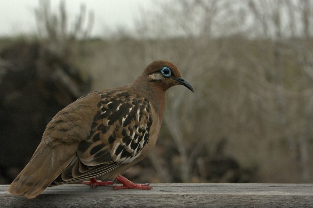 (Zenaida galapagoensis galapagoensis) - Avian Discovery