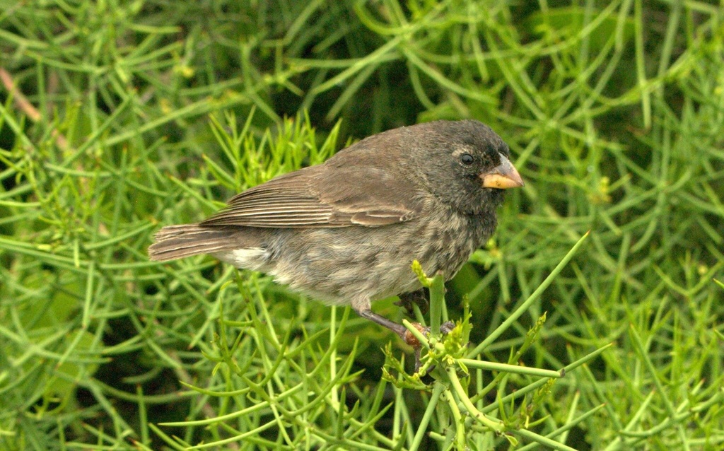 Large Tree-Finch (Camarhynchus psittacula) - Avian Discovery
