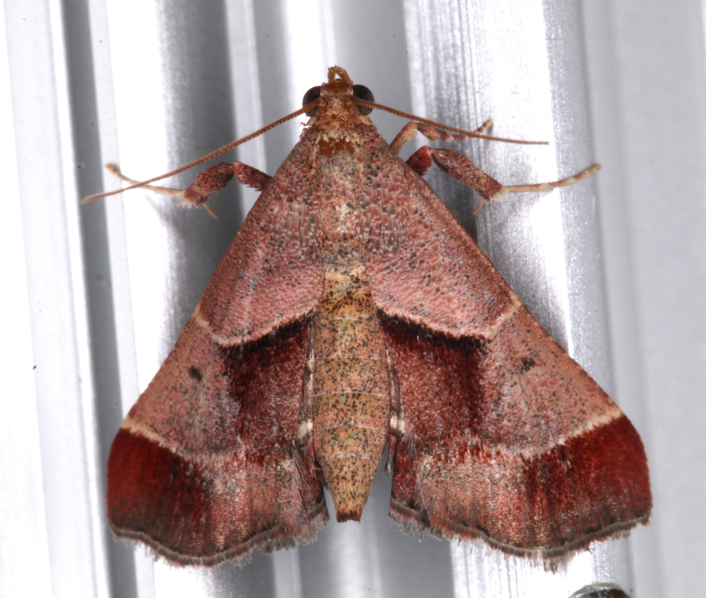 Wattle Gall Moth from Tinonee NSW 2430, Australia on December 5, 2016 ...