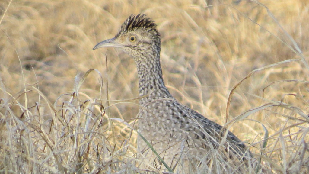 Tinamous (Tinamidae) - Avian Discovery