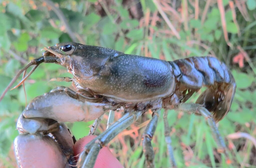 Rusty Crayfish from Fairchild Ck, Hamilton, ON, Canada on September 18 ...