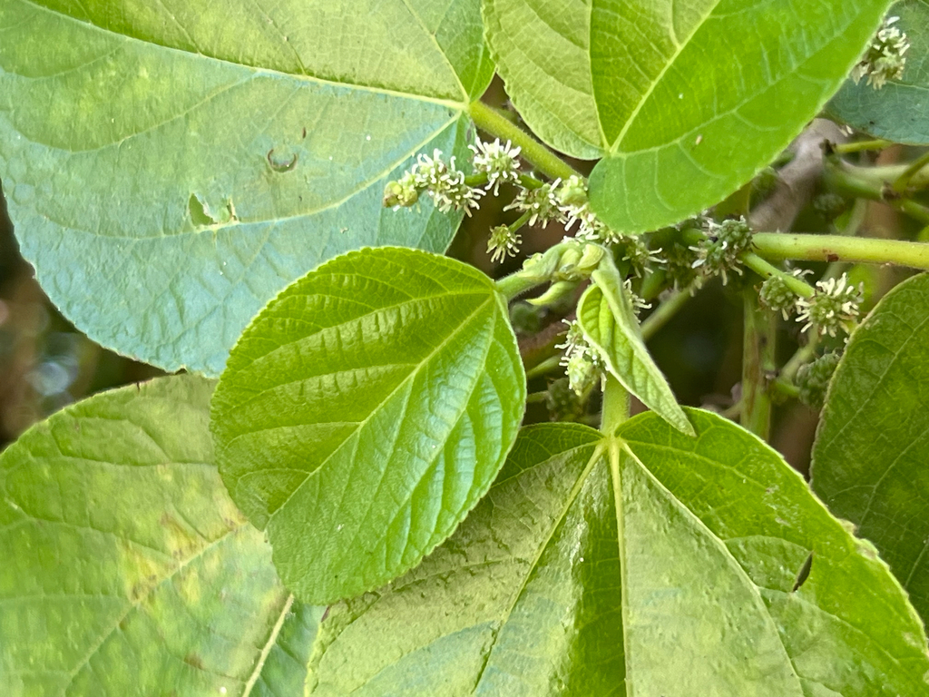 (Pipturus micronesicus) - Botanical Realm