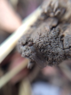 Houdini Fly from Belmont, CA, USA on November 26, 2019 at 10:31 AM by ...