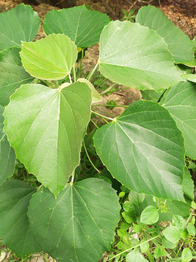 Alim (Melanolepis multiglandulosa) - Botanical Realm