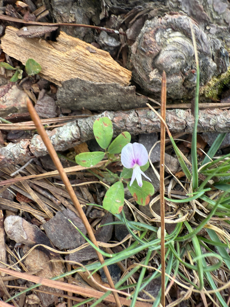 creeping lespedeza from Pelham, AL, US on September 21, 2025 at 01:18 ...