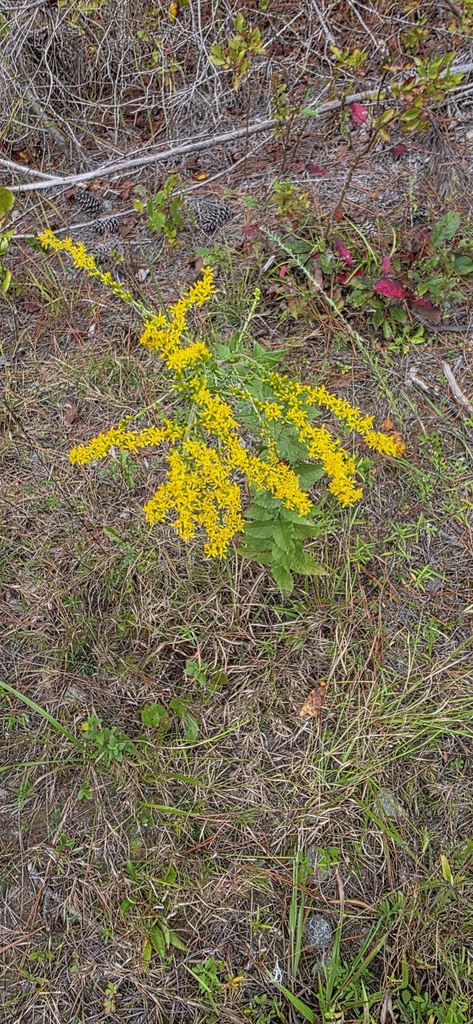 pine-barren goldenrod from KING QUEEN CH, VA 23085, USA on September 21 ...