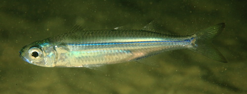 Common Hardyhead (Fishes of Cabbage Tree Bay Aquatic Reserve, Sydney ...