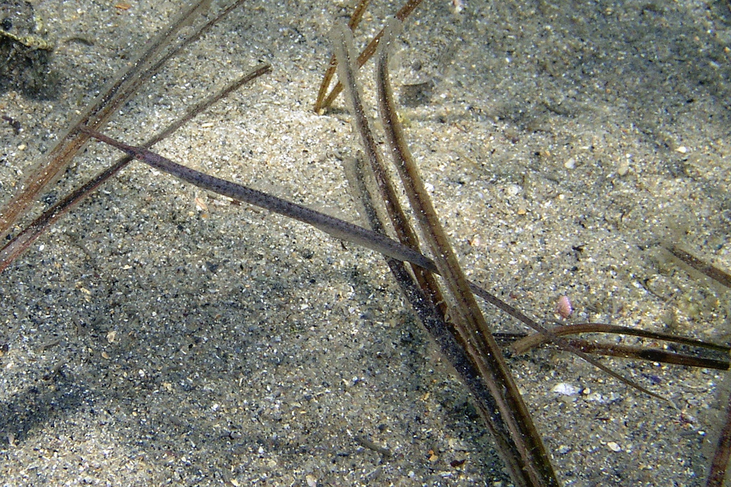 Spotted Pipefish (Sydney Sea Life) · iNaturalist