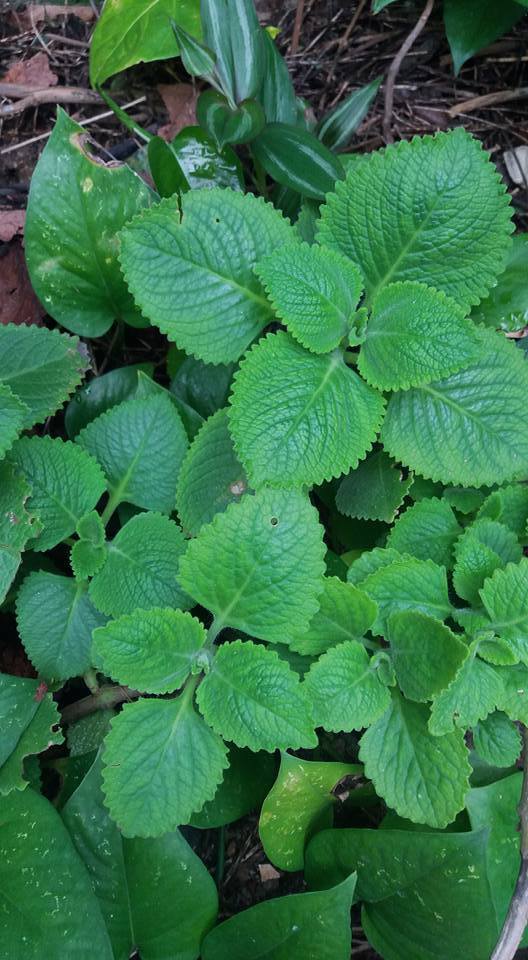 Orégano francés (La taxonomía de las plantas medicinales en un ...