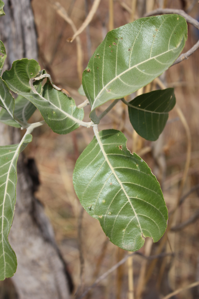 Combretum glutinosum from Kompienga, Burkina Faso on March 27, 2011 at ...