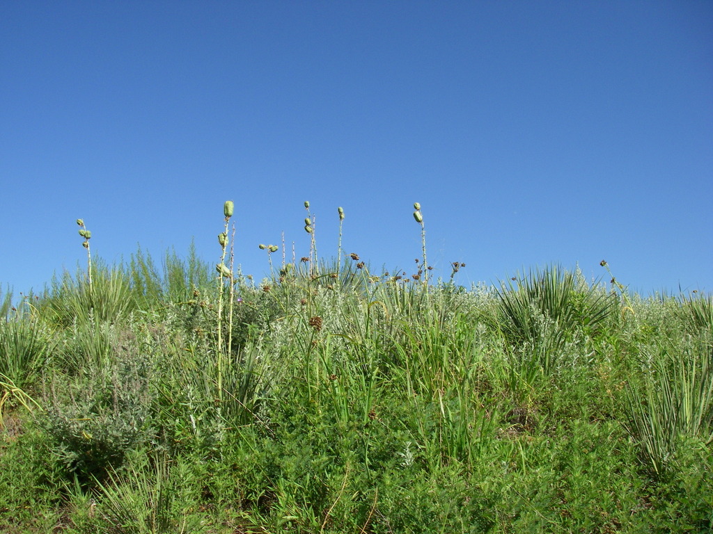 Great Plains yucca from Kanopolis State Park on June 29, 2013 at 09:48 ...