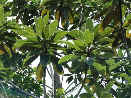 Sideroxylon cinereum · iNaturalist