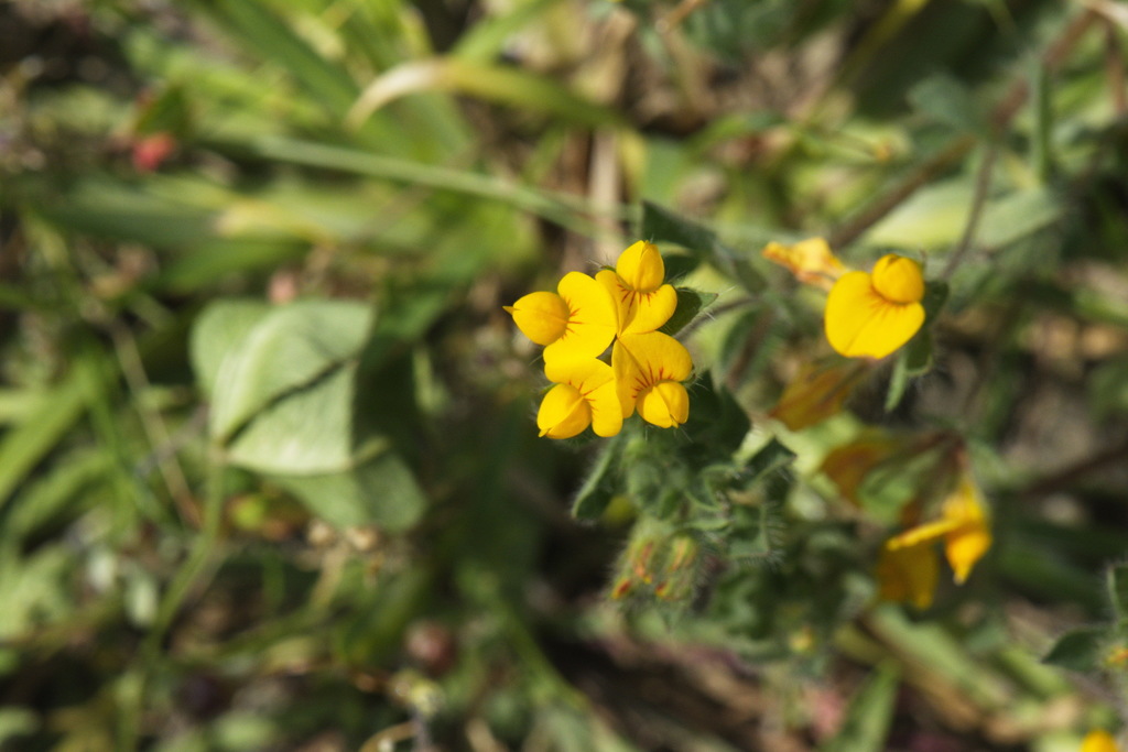 Hairy Birdsfoot Trefoil from Lake Onoke, New Zealand on November 26 ...