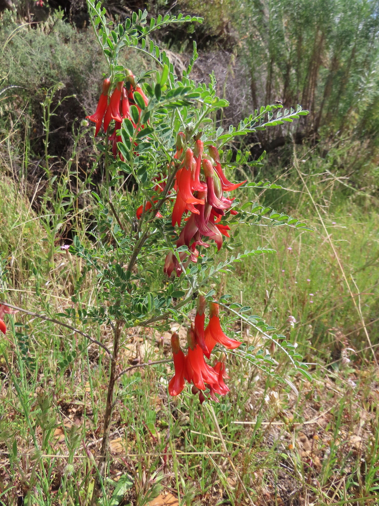 cancer bush from Cape Winelands District Municipality, South Africa on ...