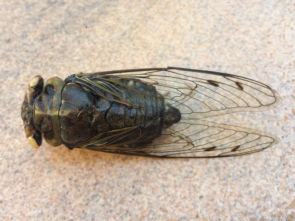 Giant Cicada from Vila Yolanda, Foz do Iguaçu - PR, Brazil on November ...