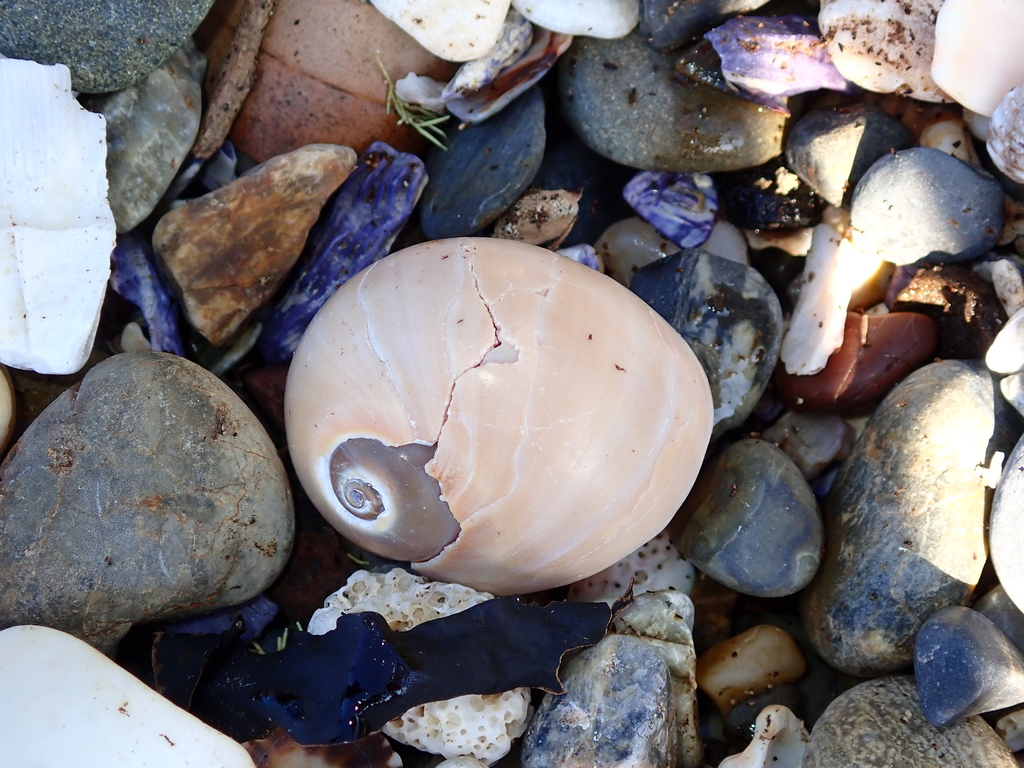 Bladder Moon Snail from Coffs Harbour NSW, Australia on September 22 ...