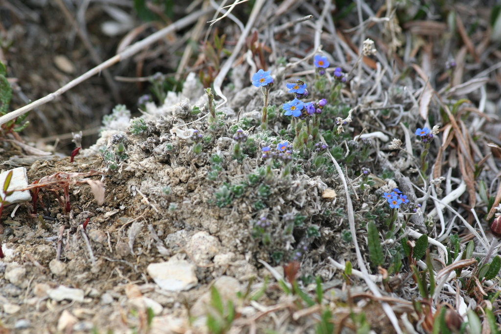 alpine forget-me-not from Yukon, YT, Canada on June 9, 2009 at 09:50 PM ...