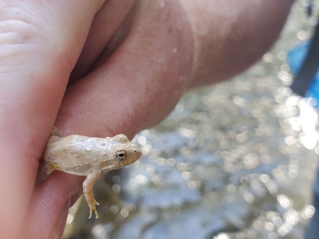 Blanchard's Cricket Frog from rio grande on November 22, 2019 at 02:03 ...