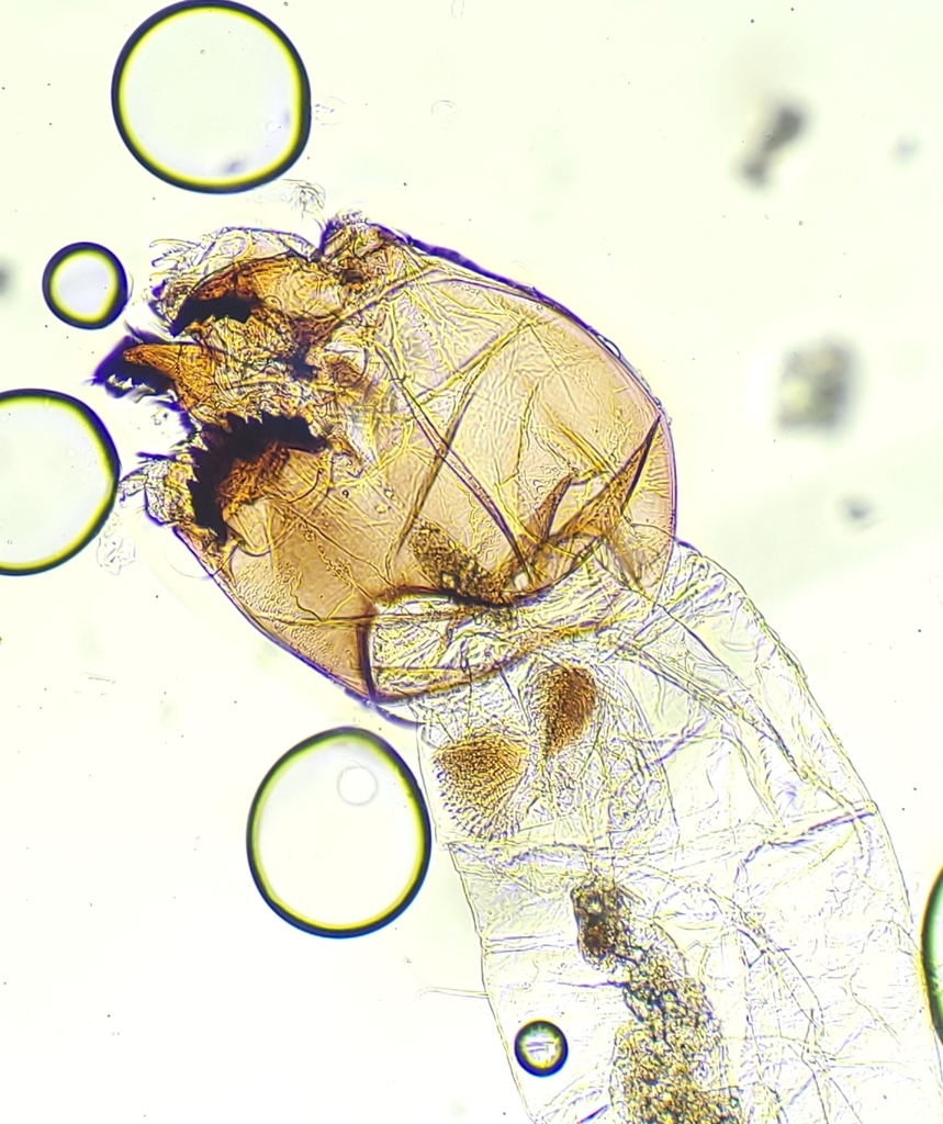 Dicrotendipes from Earleville, MD 21919, USA on May 20, 2025 by Joe ...