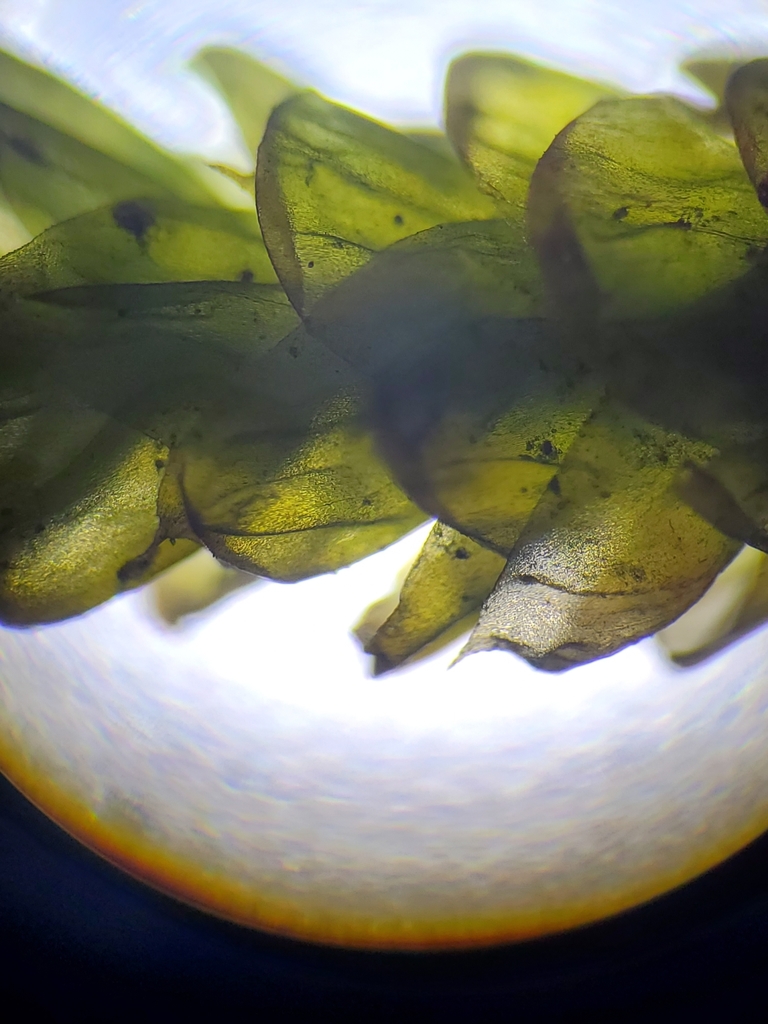 spoon-leaved moss (Bryoandersonia illecebra) - Botanical Realm