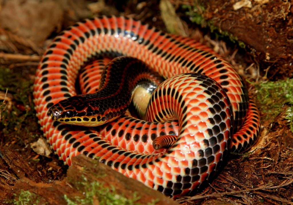 Rainbow Snake (Farancia erytrogramma) - Snakes and Lizards