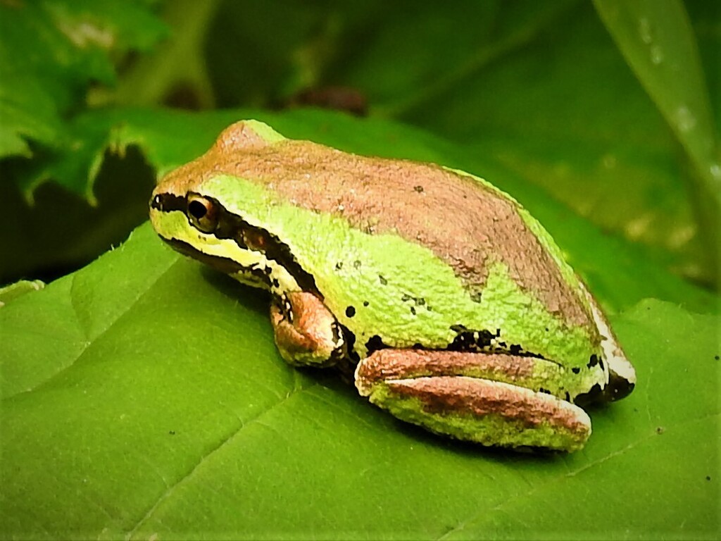 Pacific chorus frog from Lummi Island, WA 98262, USA on September 15 ...