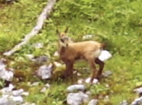 Northern Chamois from Oberammergau on July 19, 2009 at 09:47 AM by ...