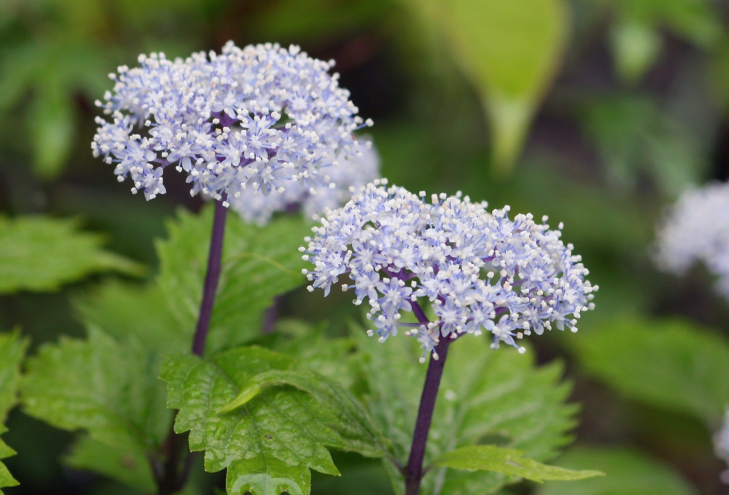 Hydrangea hirta (Thunb.) Siebold